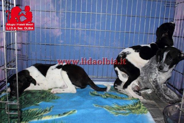 Olbia: cuccioli rinchiusi nella roulotte-prigione