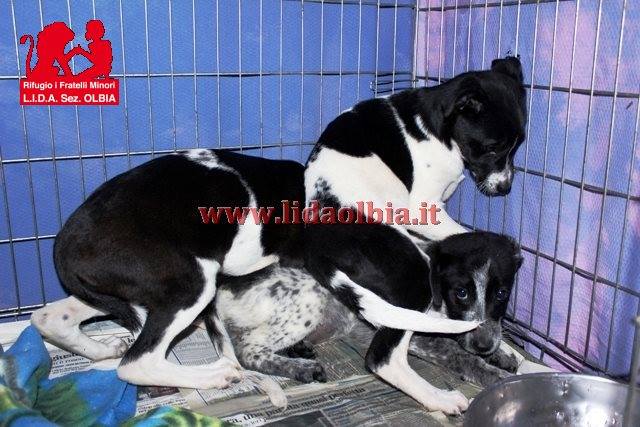Olbia: cuccioli rinchiusi nella roulotte-prigione
