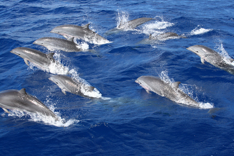 Santuario cetacei: aderiscono altri Comuni Galluresi