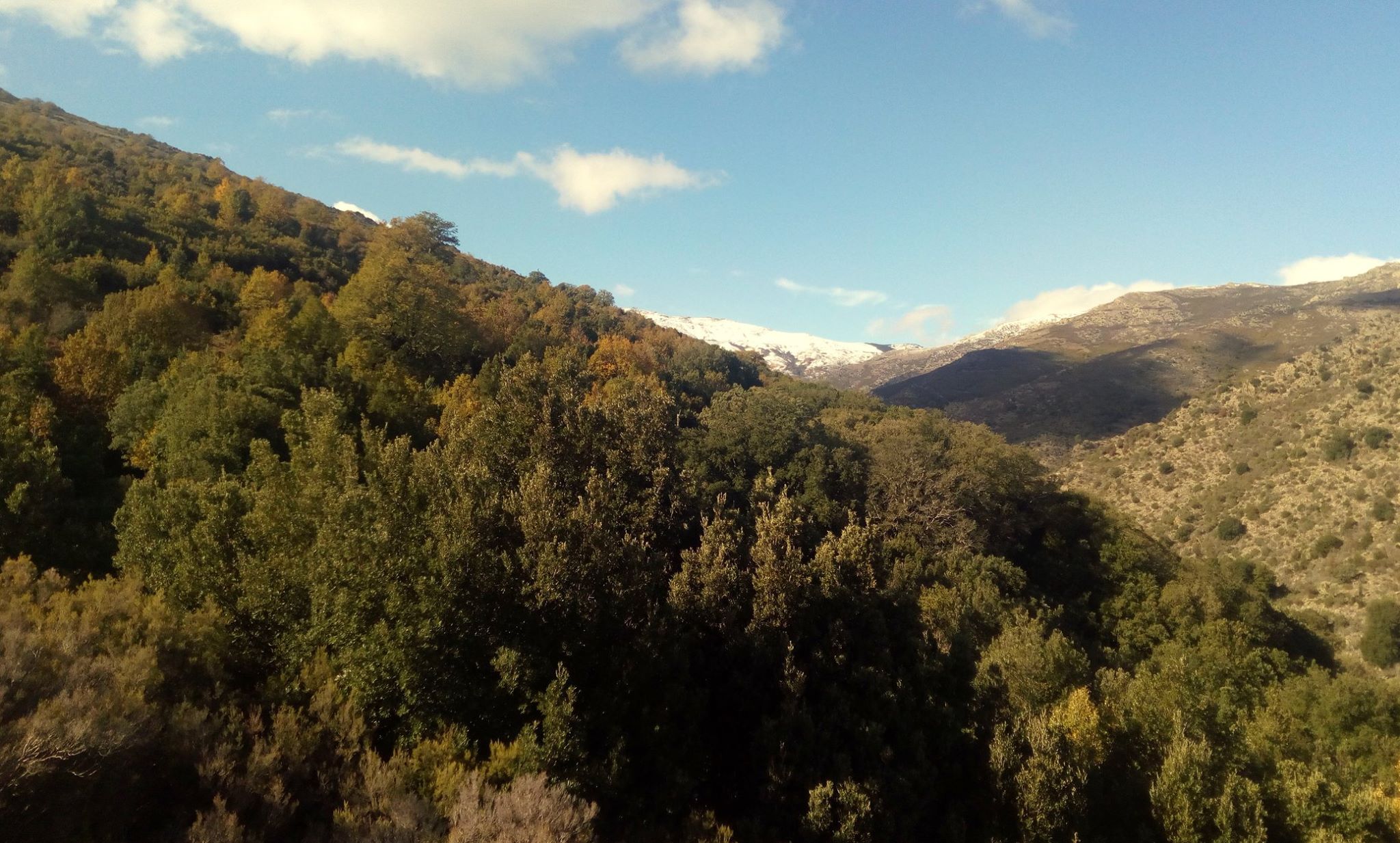 Olbia: ecco la mostra dedicata alle foreste della Sardegna