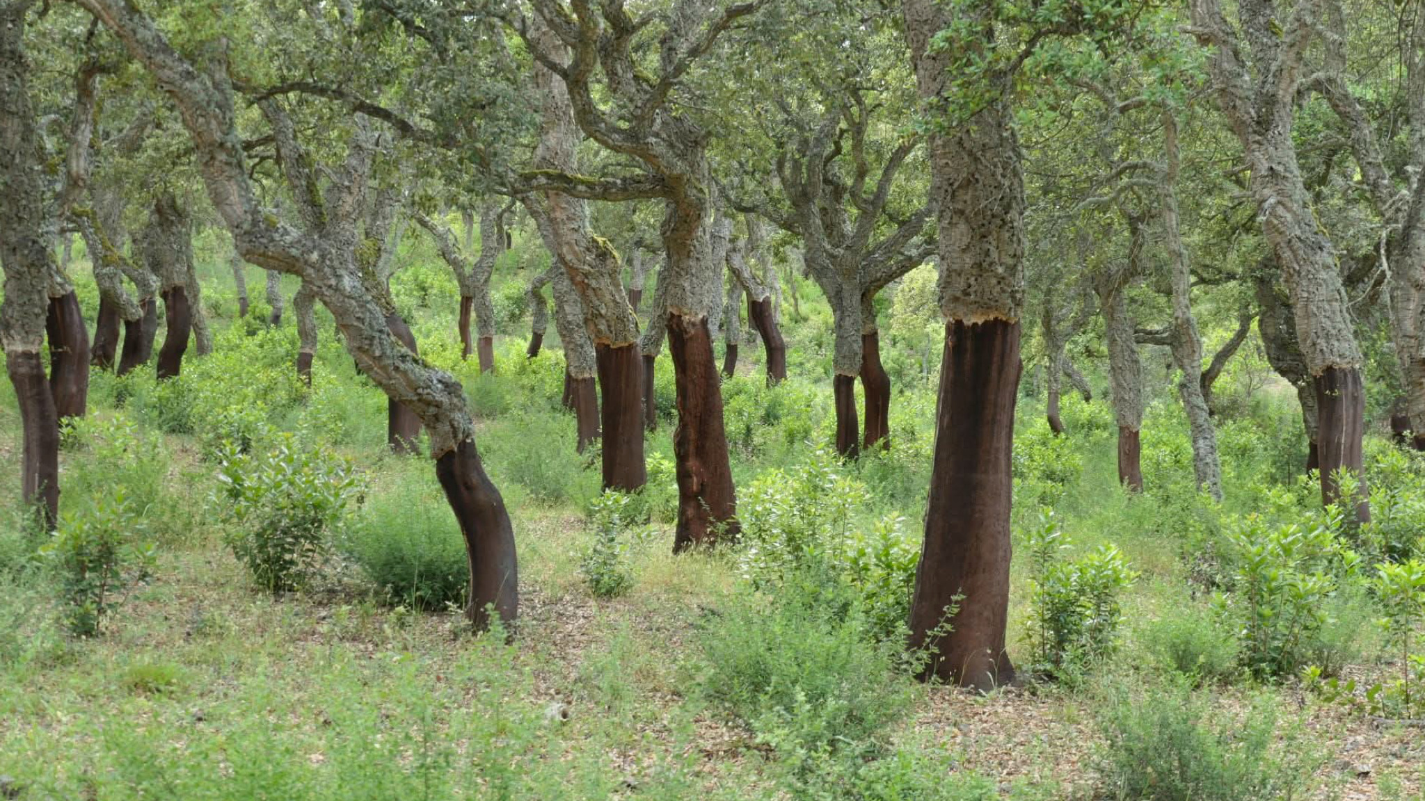 Alà dei Sardi entra nell'élite delle eccellenze forestali sarde