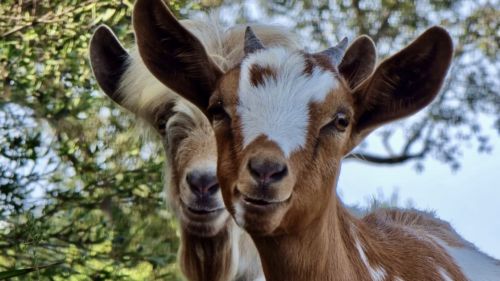Natale, gli auguri esclusivi di Bainza e Barore per i lettori e le lettrici