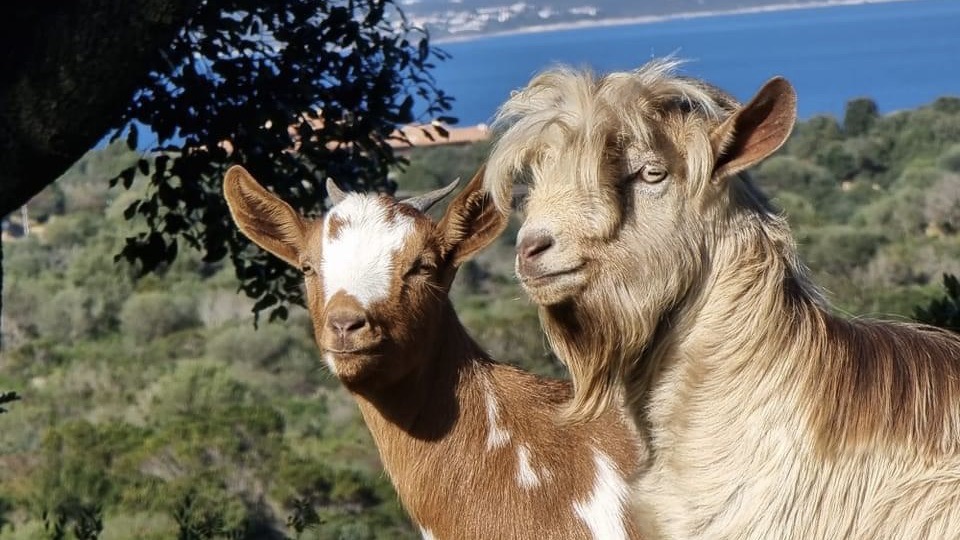 La natività "alternativa" delle caprette Bainza e Barore