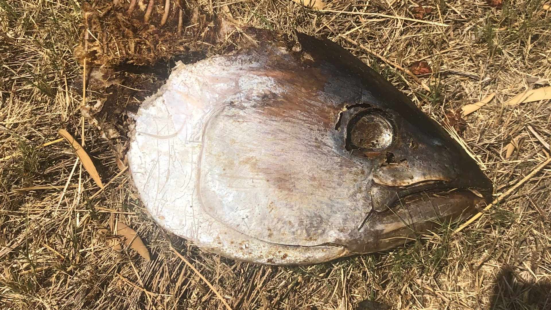 Olbia: testa mozzata di un tonno in mezzo a rotatoria